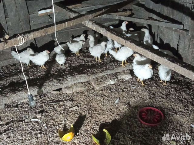 Цыплята двухмесячные петух австролоп 150
