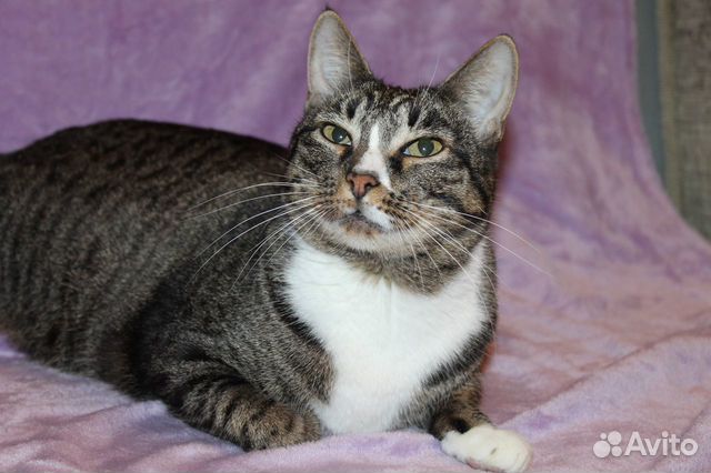 Зулёна в поиске дома