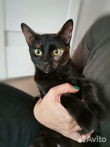 Египетская кошечка