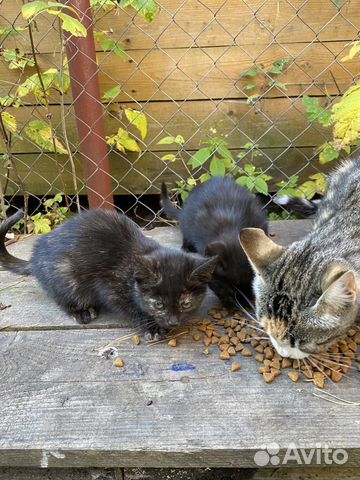 Котята в добрые руки