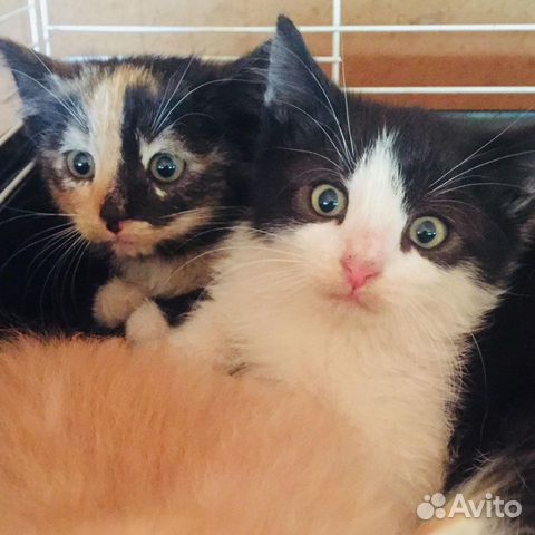 Котятам-смертникам с дач жизненно нужен дом