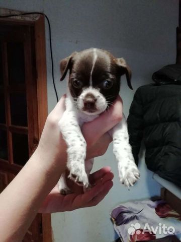 Чихуахуа два мальчика