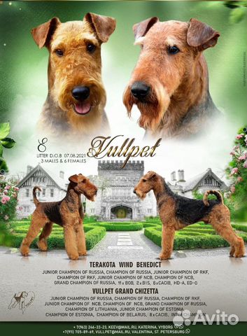 Щенки эрдельтерьера