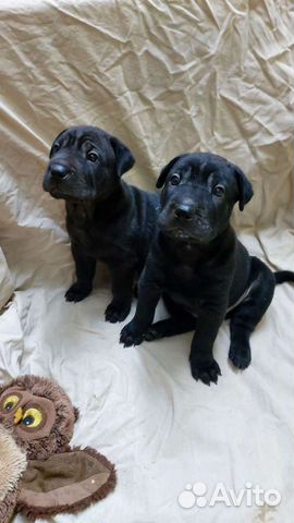 Щенки шарпея