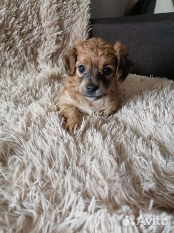 Отдам в добрые руки маленького щенка