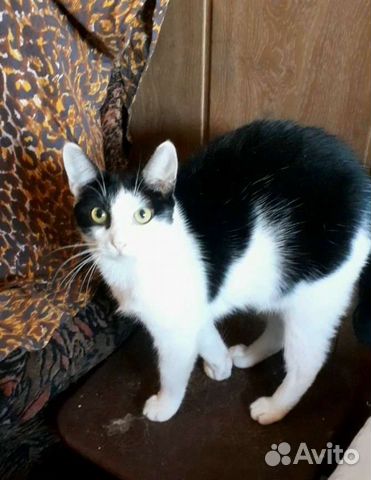 Ласковая нежная кошечка 1 год