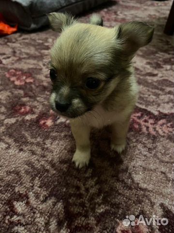 Щенки чихуахуа