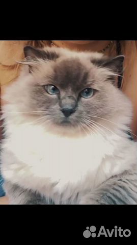 Кошка Регдолл (Рэгдолл)