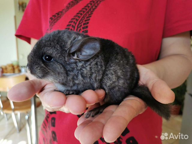 Шиншилла 2месяца Чёрный Эбони