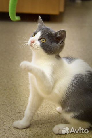 Ищет добрых хозяев малышка Марфуша