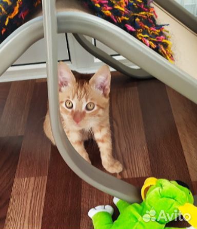 Очаровательный Рыжик,3 мес