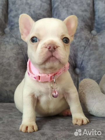 Миниатюрные детки. Лилак Платина и Лилак Тан