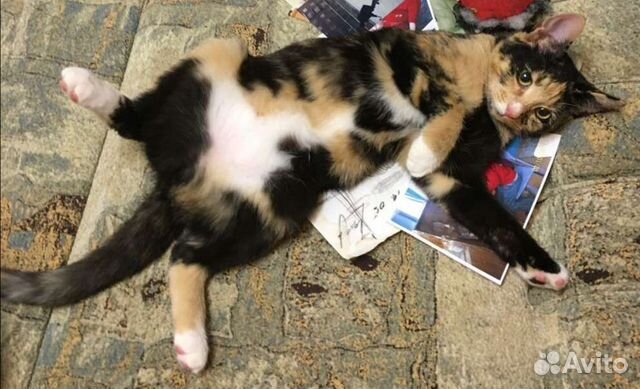 Кошка