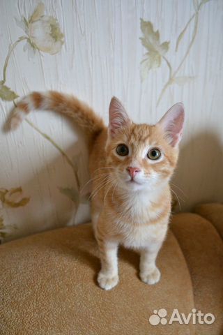 Рыжий котик ищет дом