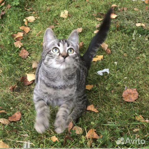 Котенок Кнопуля красотуля