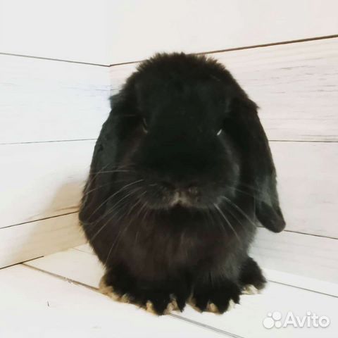 Miniature Lop (Мини Лоп)