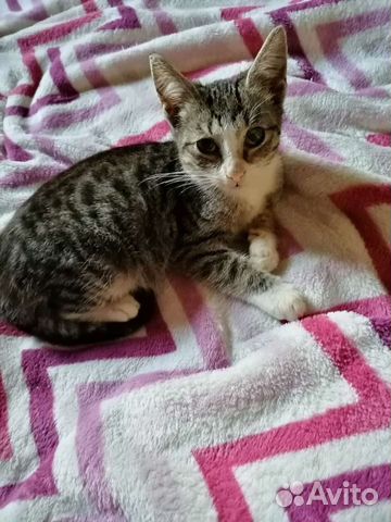 Котята в добрые руки бесплатно