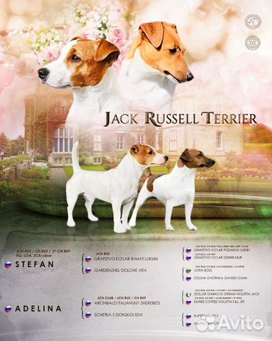 Джек Рассел терьер