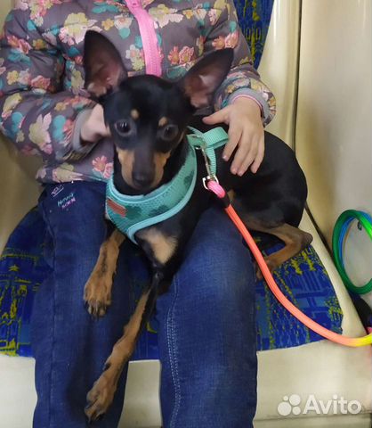 Той-терьер мальчик 10 месяцев