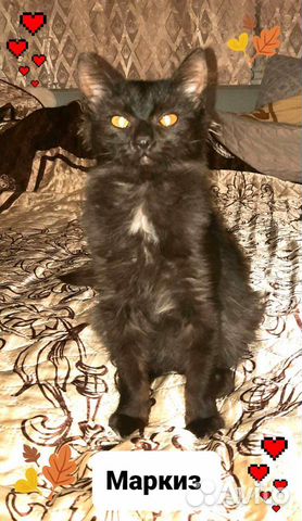 Кошки в добрые руки бесплатно