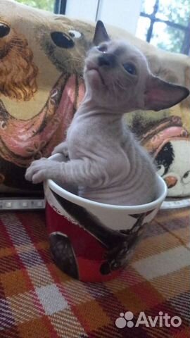 Канадский сфинкс котенок