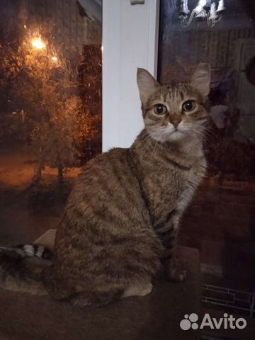 Кошечка Симочка