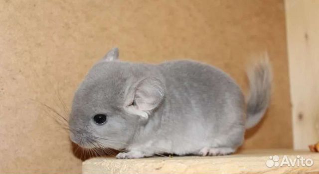 Шиншилла