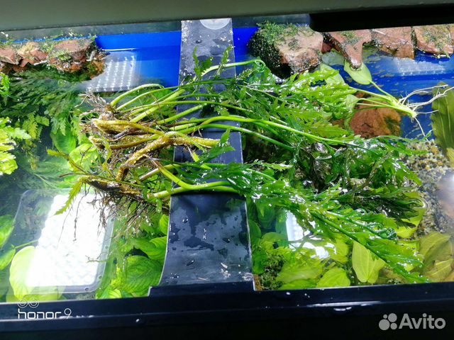 Папоротник болбитис