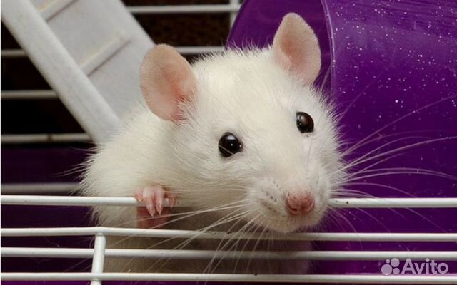 Крысы бесплатно
