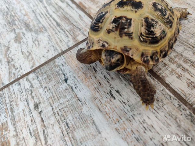 Черепаха сухопутная маленькая