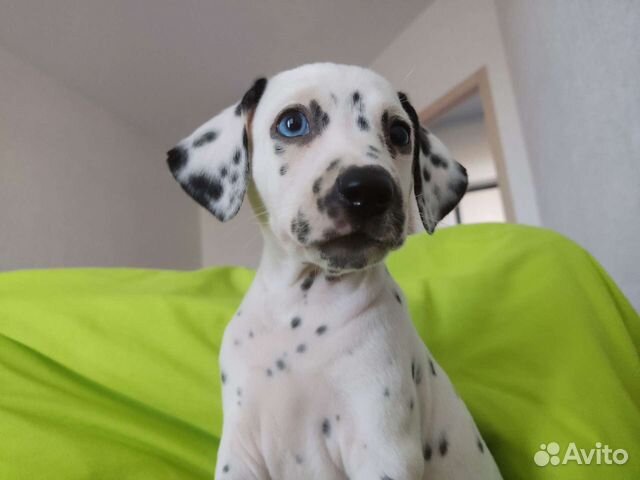 Разноглазая девочка далматин