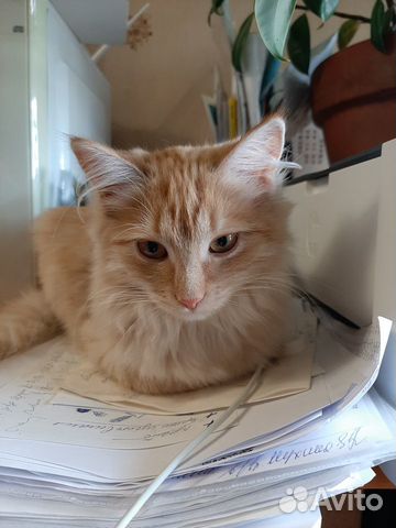 Кошка-лиса Эльвина ждёт свою семью