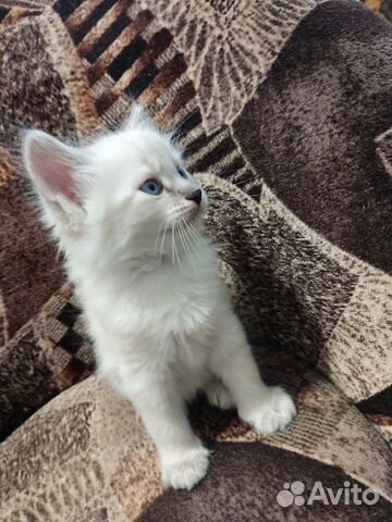 Котенок сиамский