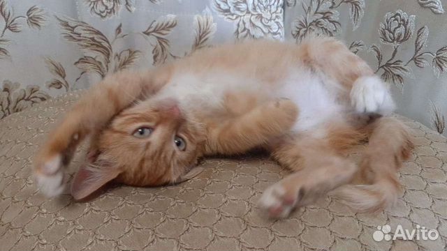 Котята мальчики в дар 2 мес