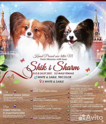 Щенки папийона