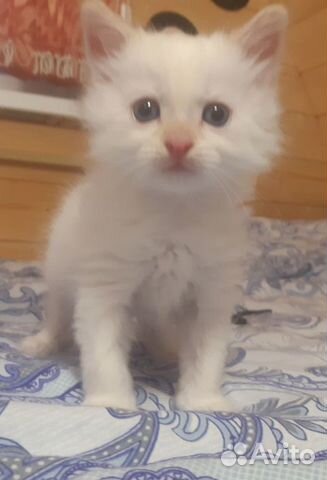 Отдаю котят в добрые руки