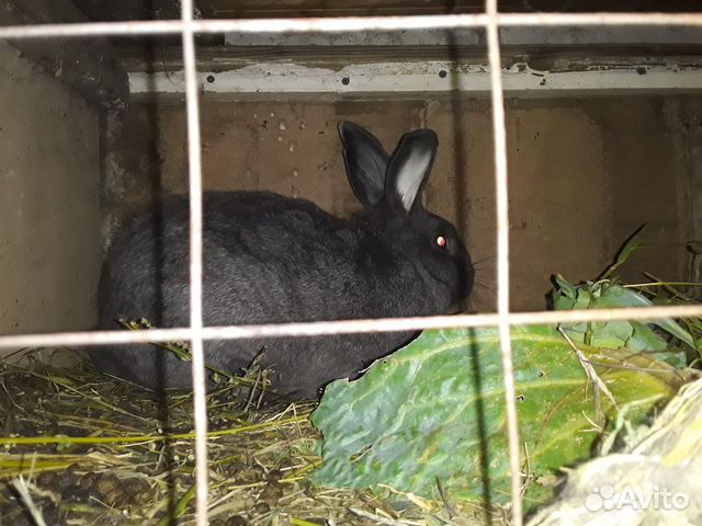 Кролик самец