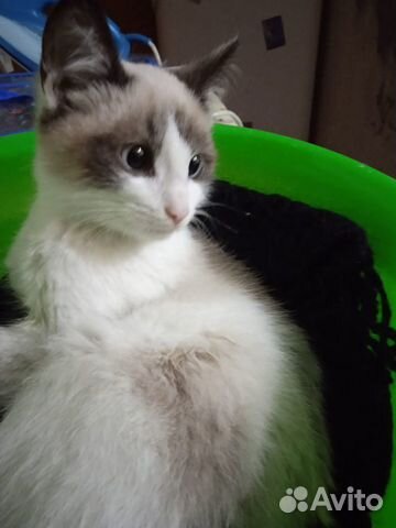 Котик в дар