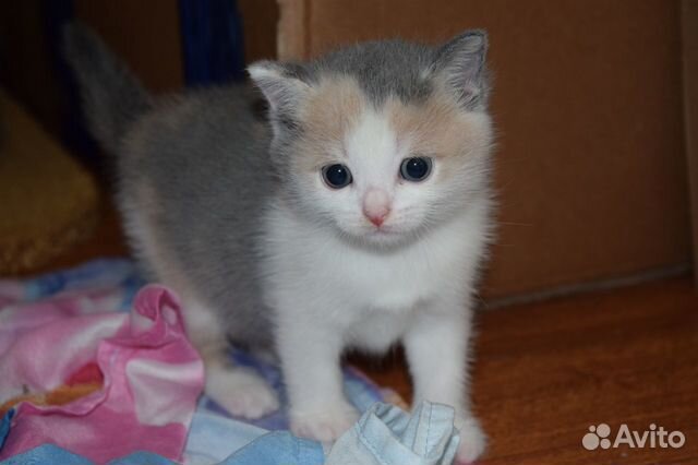 Котята на счастье