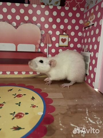 Крыса дамбо бесплатно