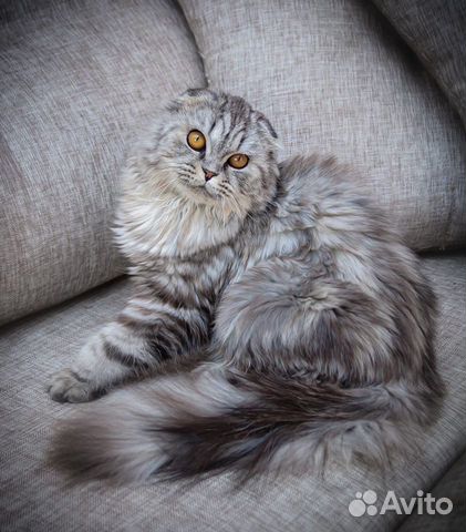 Яшка (8 мес.), шикарный вислоухий котик ищнт дом