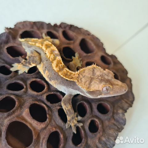 Реснитчатый бананоед самка