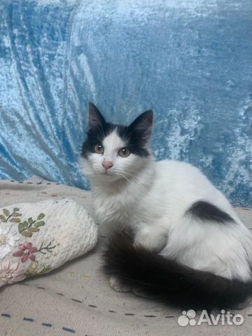 Кошечка Сима, 6 мес., в добрые руки