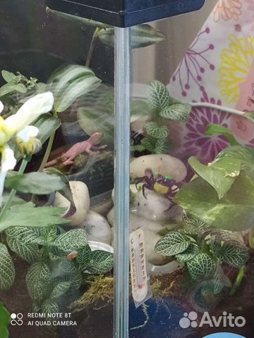 Краб вампир семья