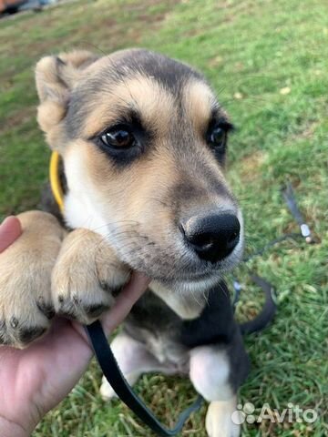 Милый щенок в дар, в добрые руки