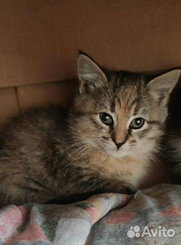 Котёнок лапочка замерзает