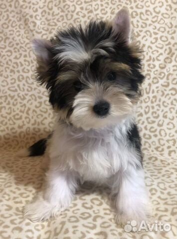 Девочка бивер