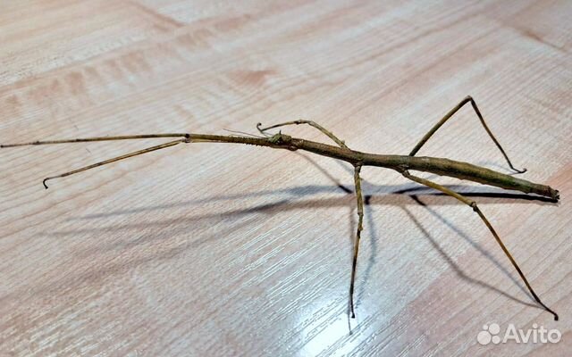 Аннамский палочник