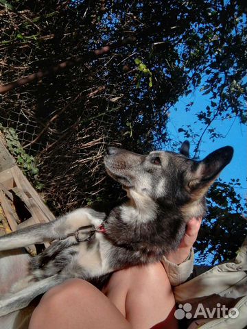 Собака в добрые руки