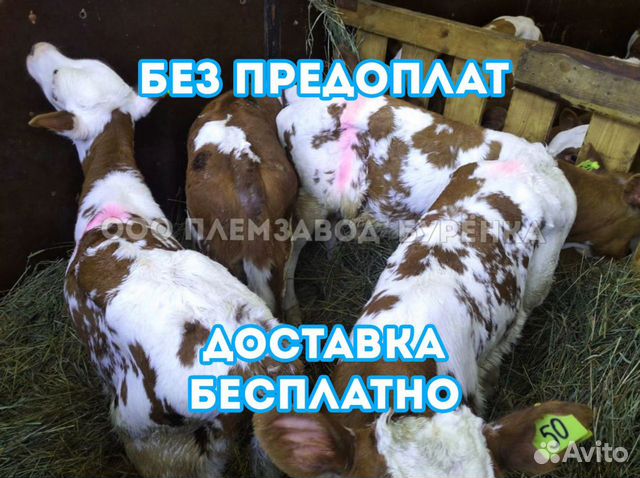 Телята молодняк, бычки, телочки